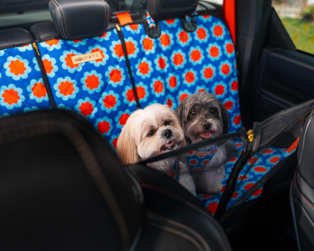 Ford Puerto Rico promueve la adopción y transportación responsable de ...